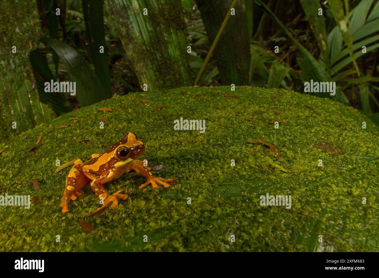 Hourglass tree frog (Dendropsophus ebraccatus) on moss covered leaf at ...