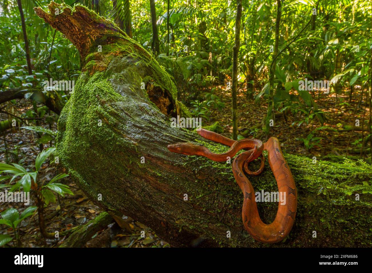 Annulated tree boa (Corallus annulatus) resting on a log at La Selva ...