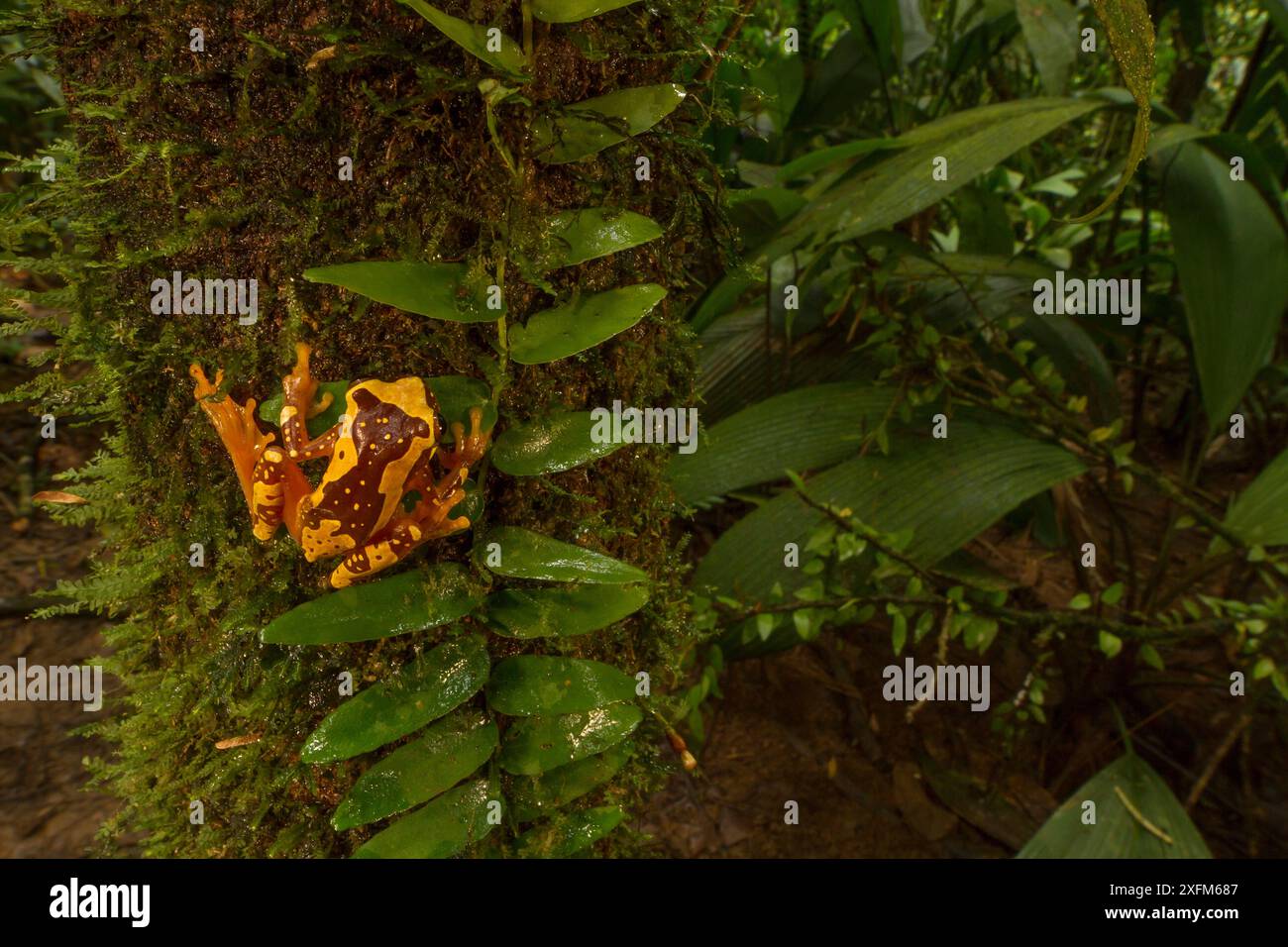 Hourglass tree frog (Dendropsophus ebraccatus) on a tree trunkt La ...