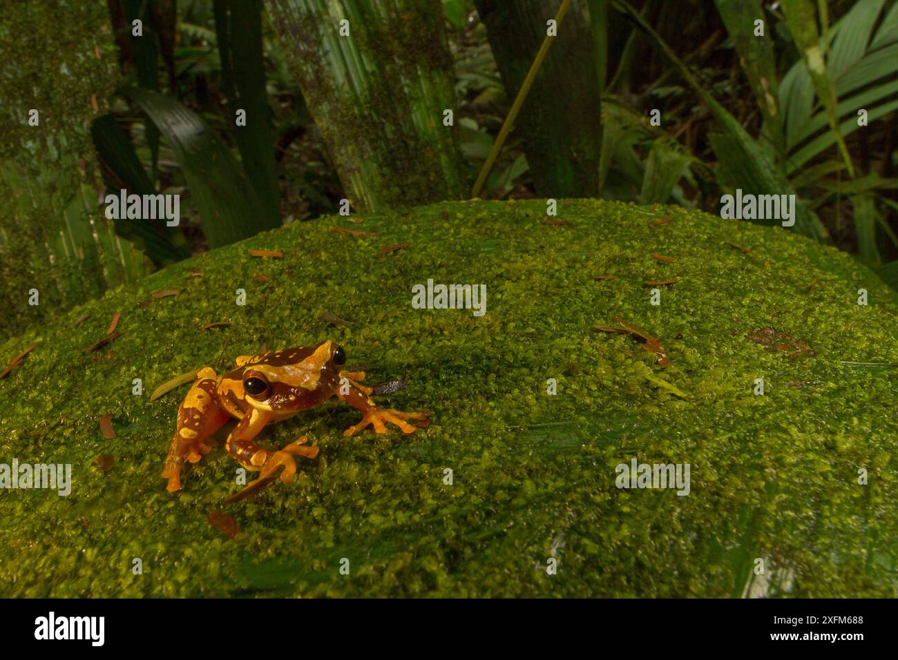Hourglass tree frog (Dendropsophus ebraccatus) on moss covered leaf at ...