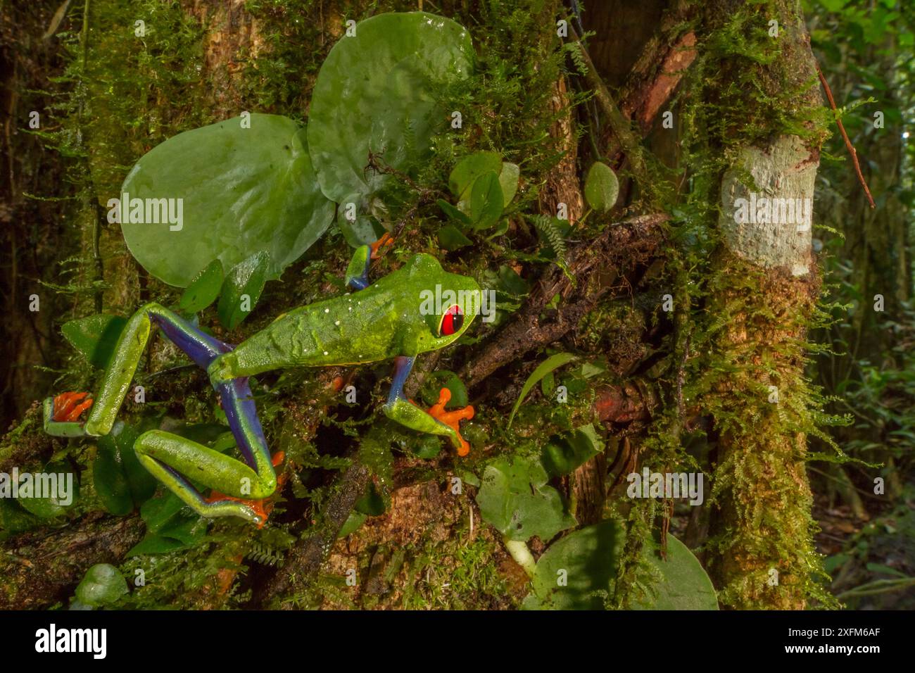 Red-eyed tree frog (Agalychnis callidryas) among the vegetation at La ...