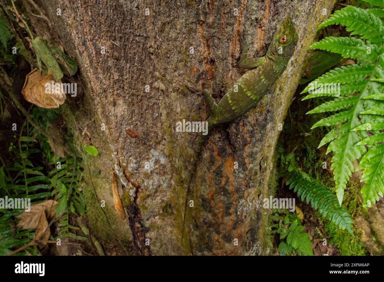 Neotropical green anole (Anolis biporcatus) on a tree, La Selva ...
