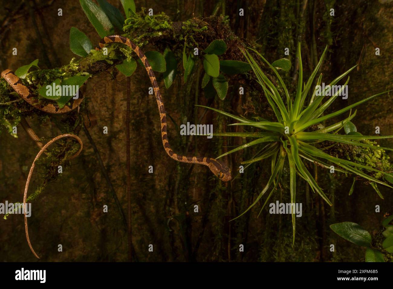 Blunt-headed tree snake (Imantodes cenchoa) moving on abranch, La Selva ...