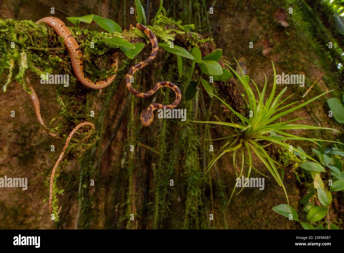 Blunt-headed tree snake (Imantodes cenchoa) moving on abranch, La Selva ...