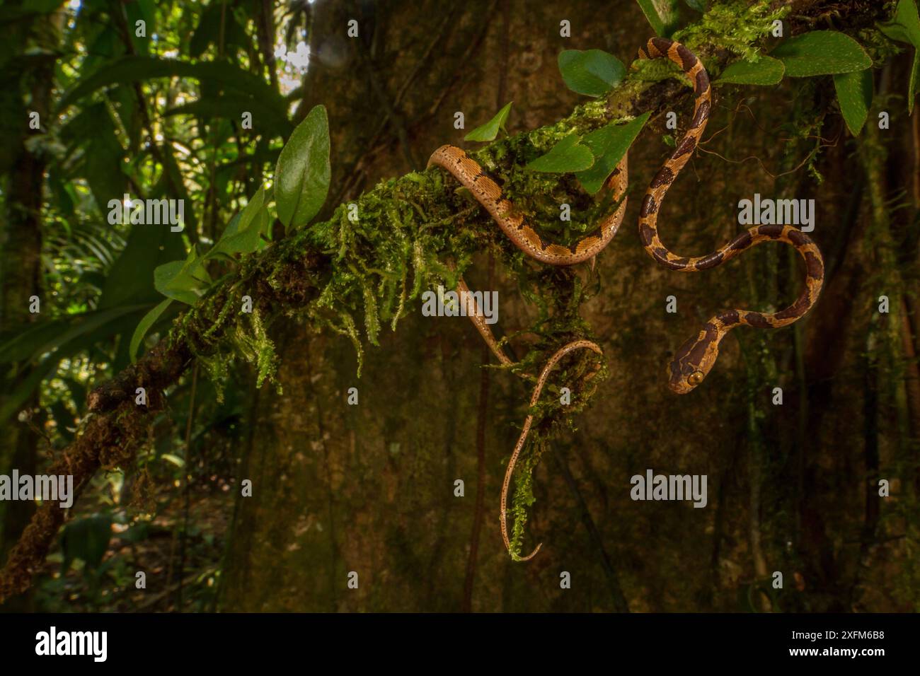 Blunt-headed tree snake (Imantodes cenchoa) moving on abranch, La Selva ...
