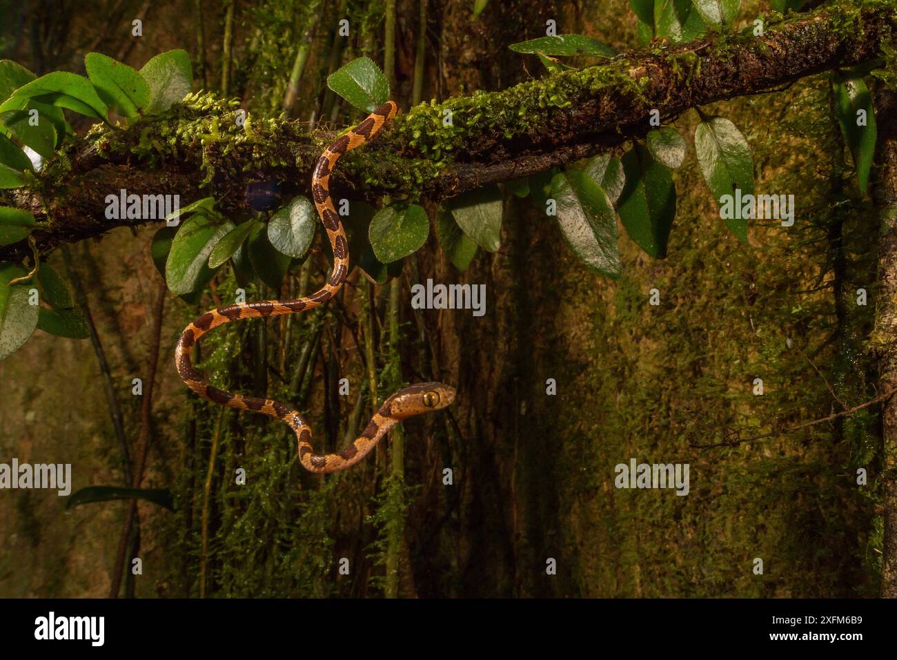 Blunt-headed tree snake (Imantodes cenchoa) moving on abranch, La Selva ...