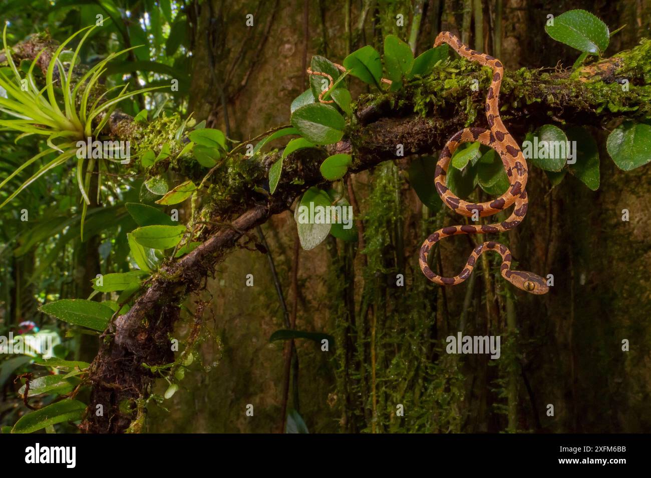 Blunt-headed tree snake (Imantodes cenchoa) moving on abranch, La Selva ...