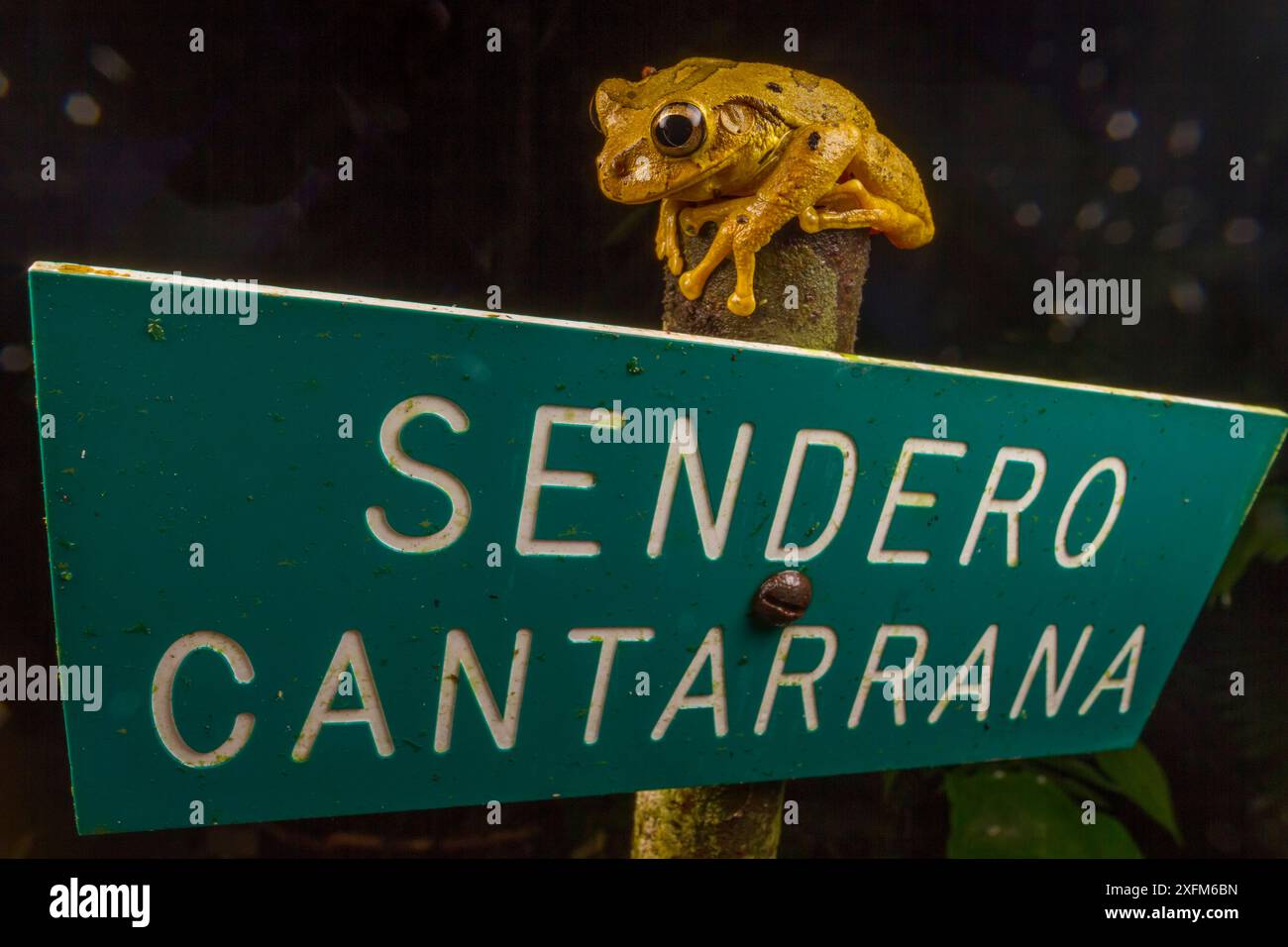 Mexican tree frog (Smilisca baudinii) on a sign indicating the 'Frog ...