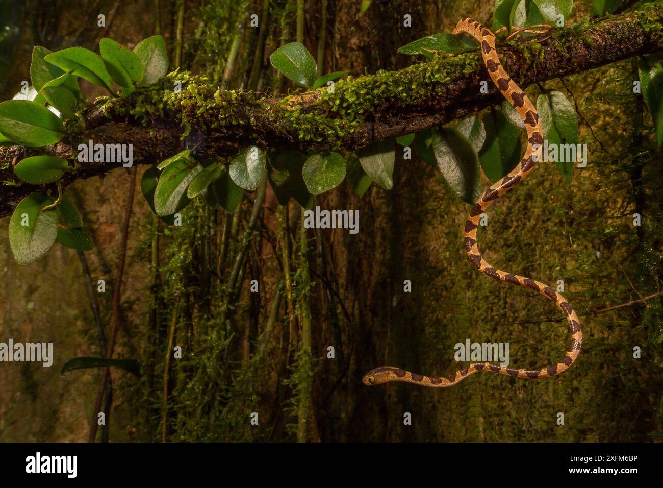 Blunt-headed tree snake (Imantodes cenchoa) moving on abranch, La Selva ...