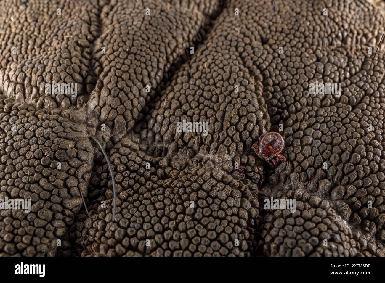 Tick embedded in the wrinkled skin of an African elephant (Loxodonta ...
