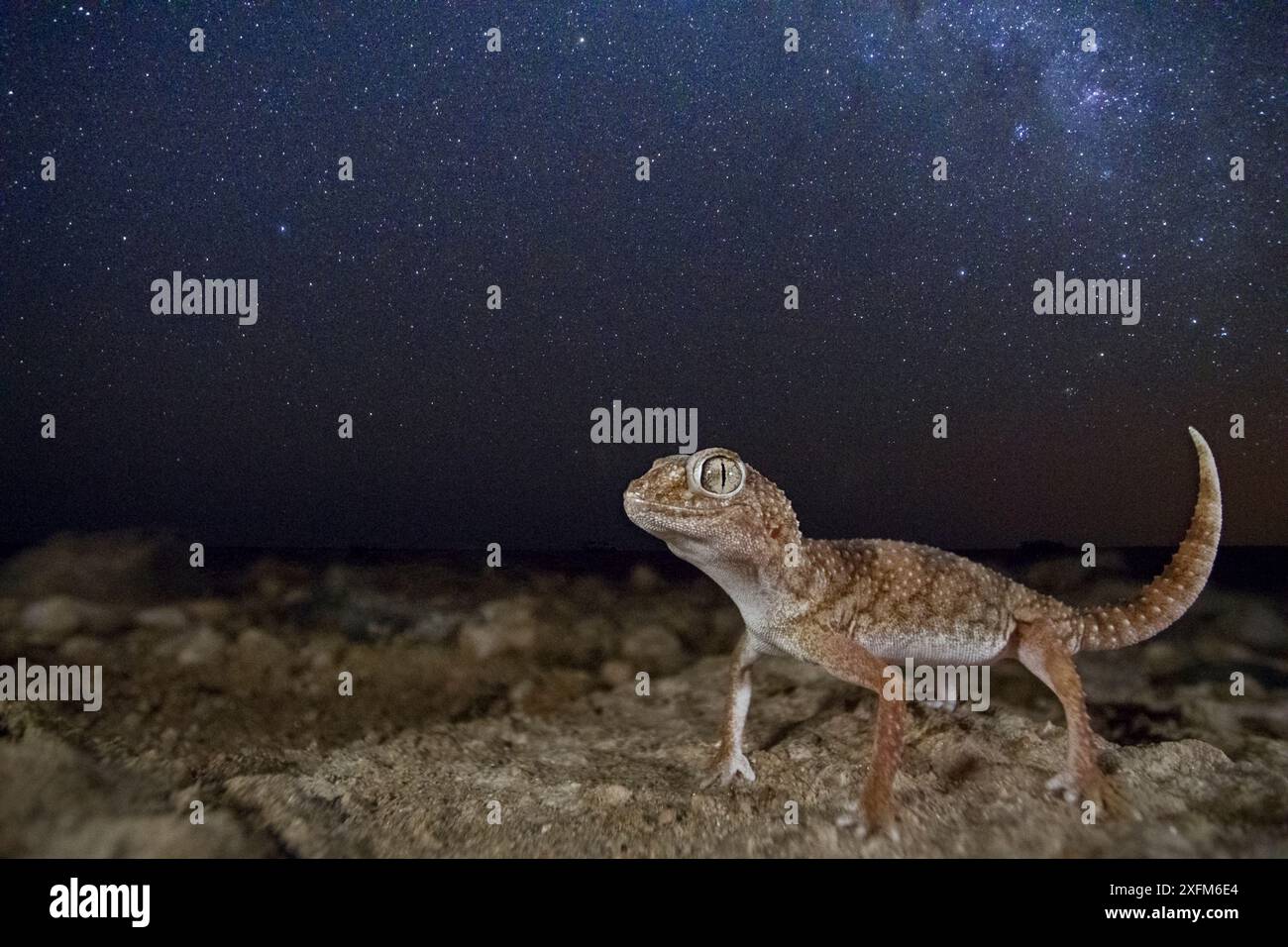 Giant ground gecko (Chondrodactylus angulifer), standing beneath the ...