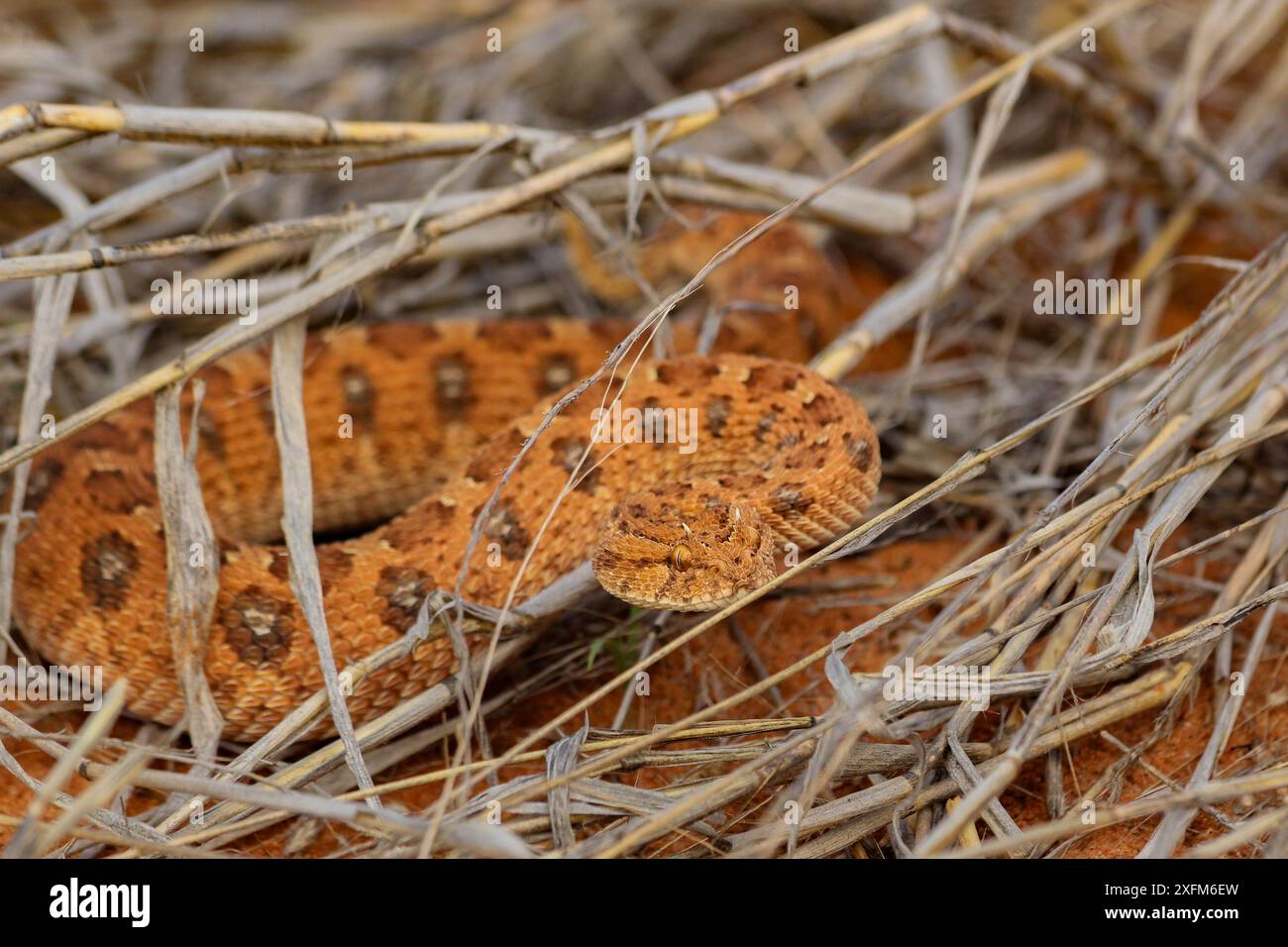 Horned adder (Bitis caudalis) camouflaged in iron-rich sand in the ...