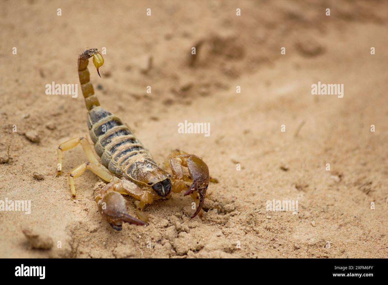 Cape burrowing scorpion (Opistophthalmus sp.), Kalahari Desert, South ...
