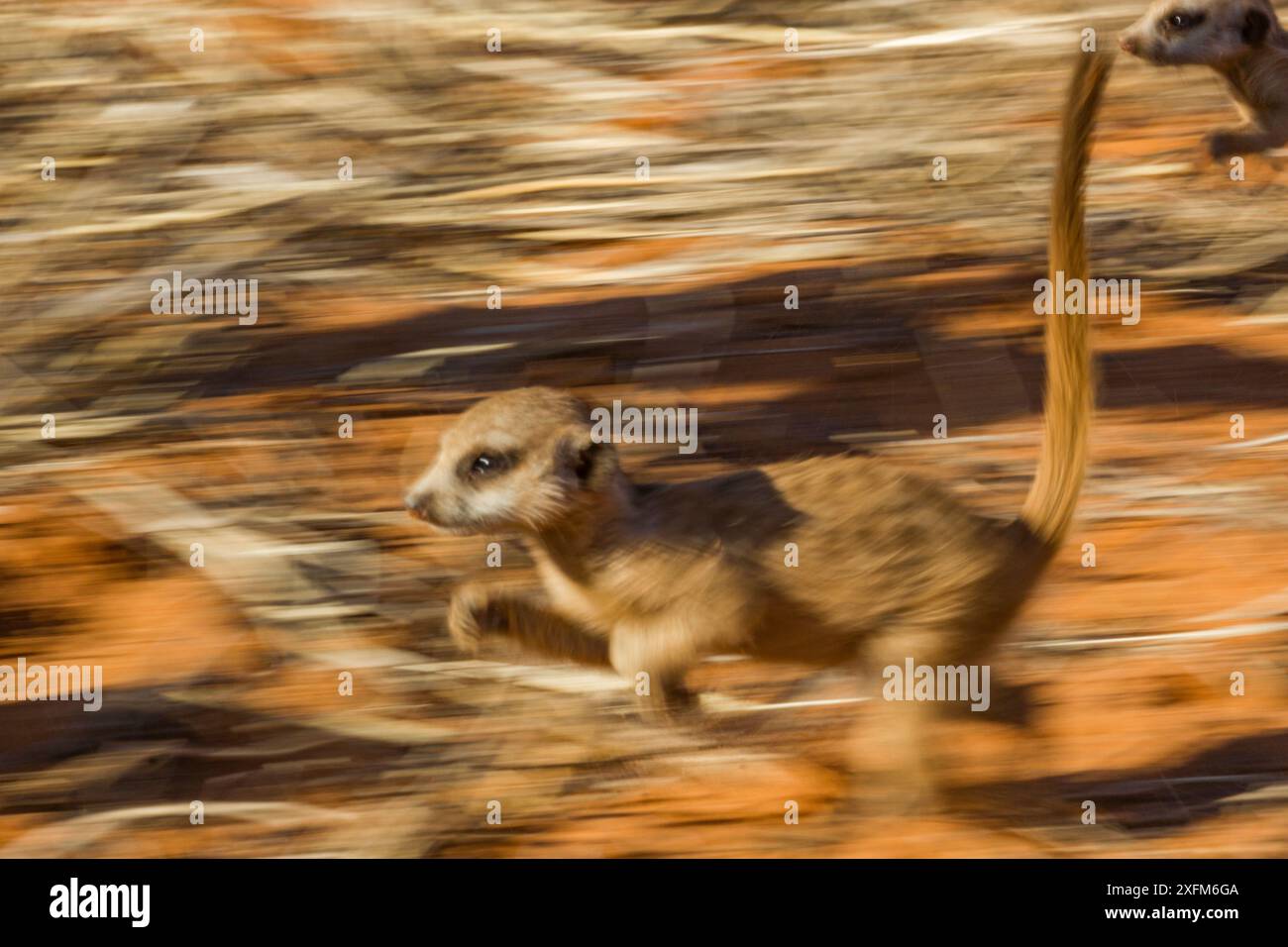 Photographic technique to photograph movement hi-res stock photography ...