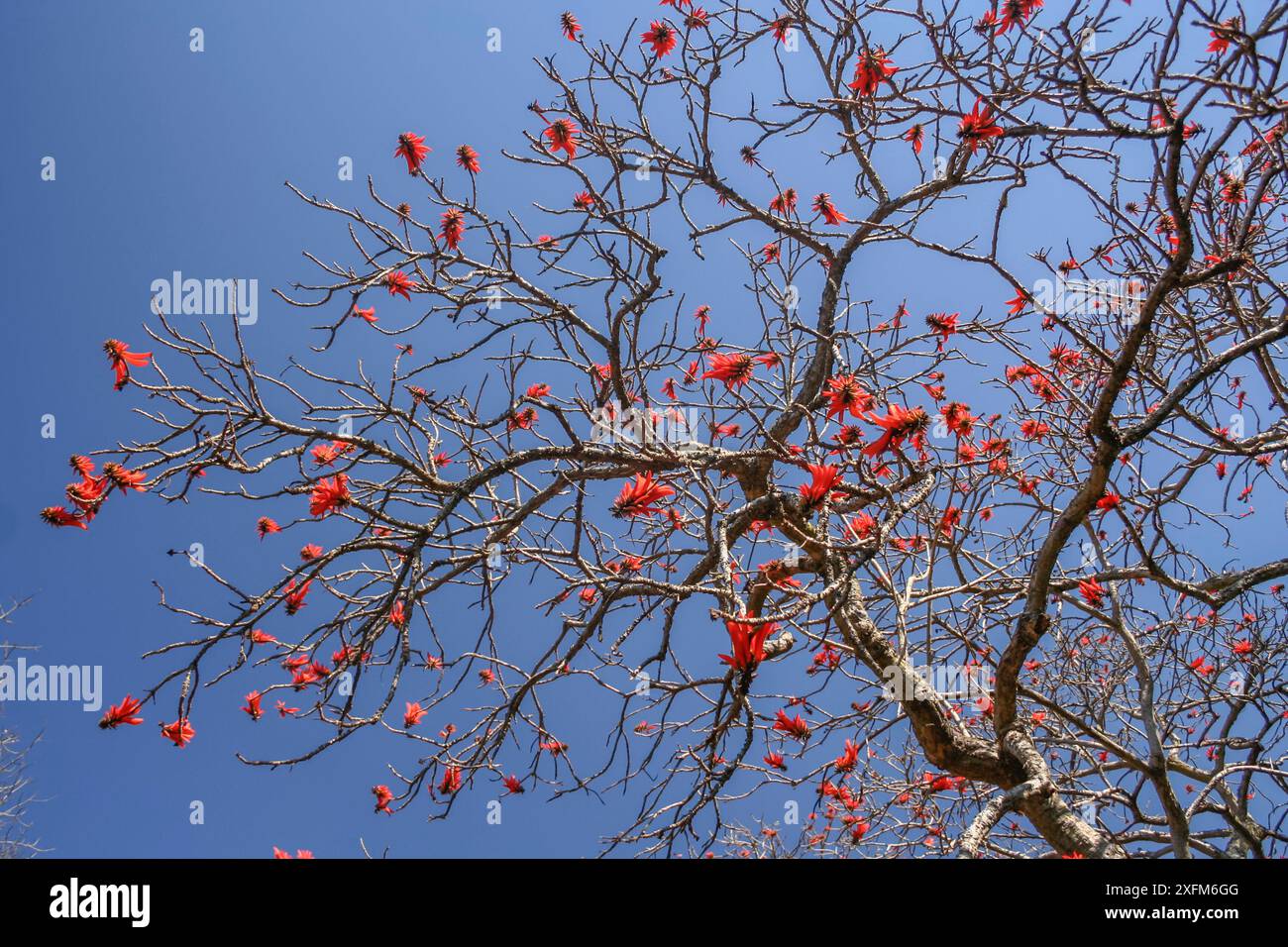Coral tree (Erythrina lysistemon) in Pietermaritzburg, South Africa ...