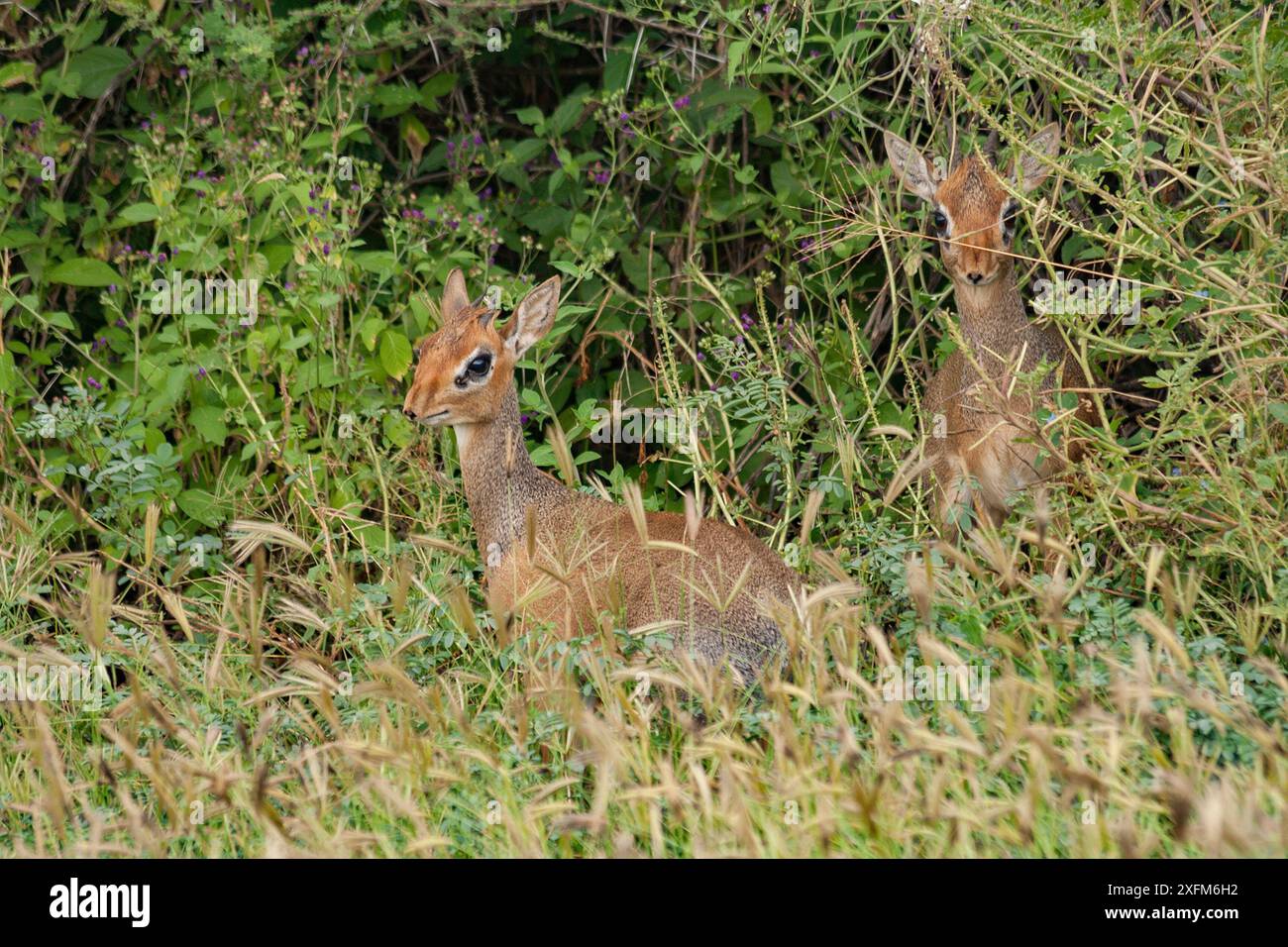Dik-dik (Madoqua sp.), pair, Lake Manyara National Park, Tanzania Stock ...