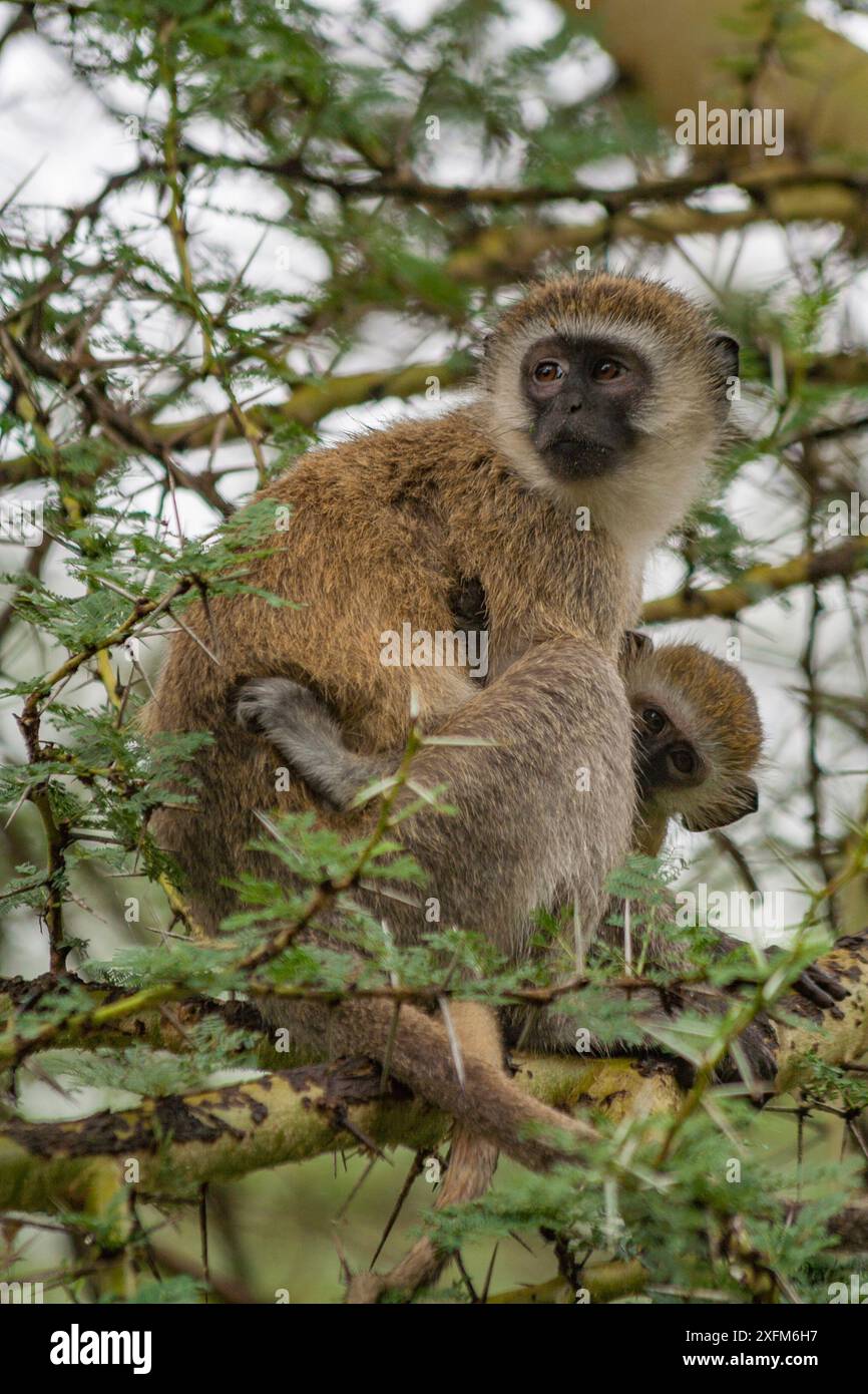 Vervet monkey (Chlorocebus pygerythrus) female cradling her young in a ...