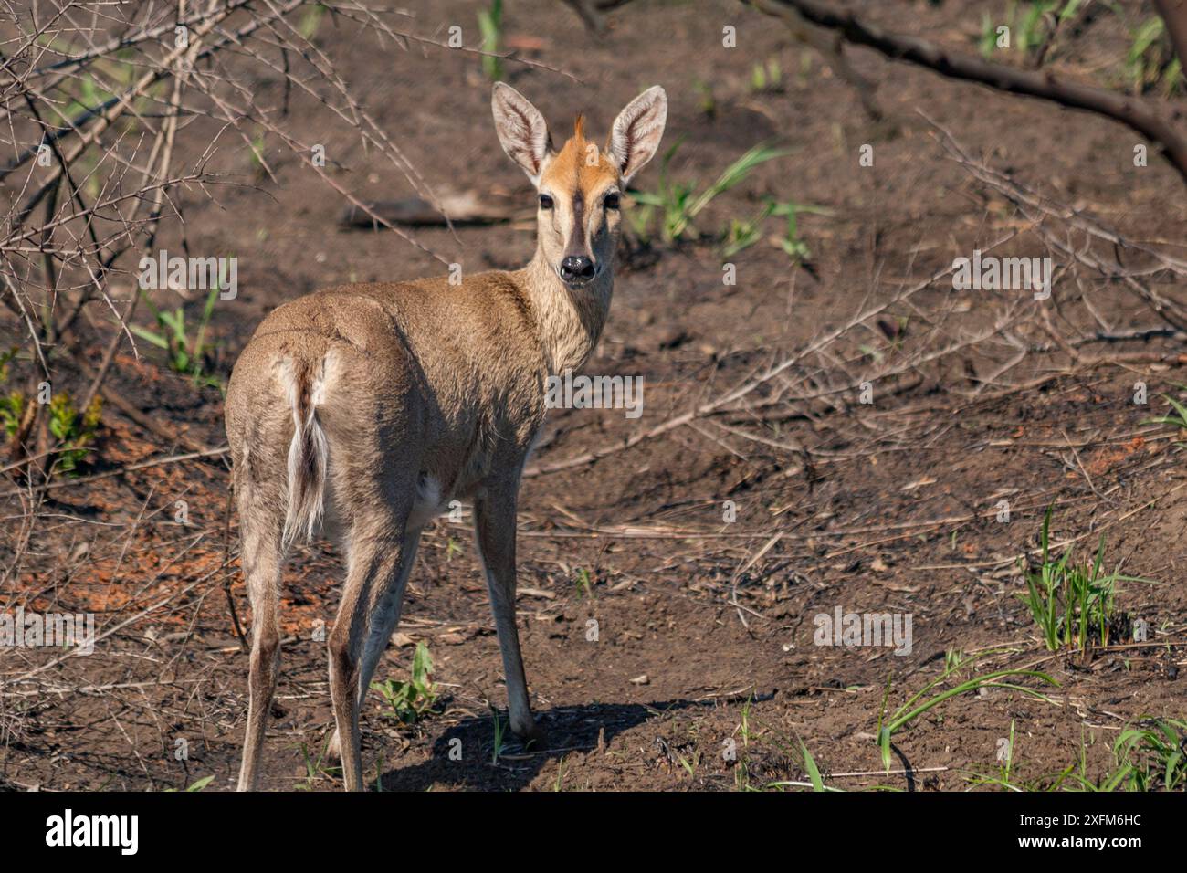 Duiker kruger hi-res stock photography and images - Alamy