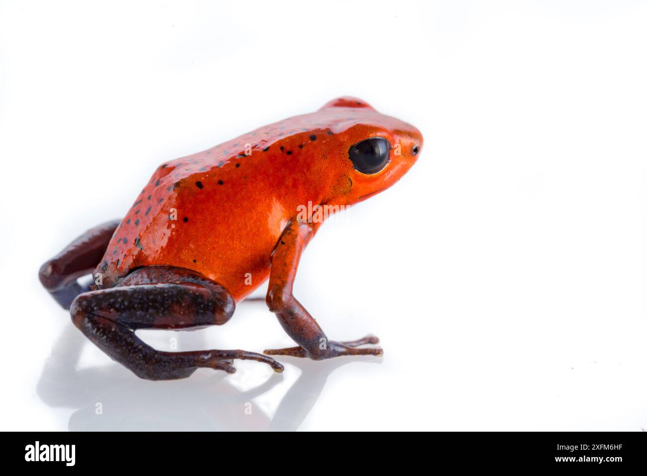 Strawberry poision arrow frog (Oophaga pumilio) photographed in studio ...