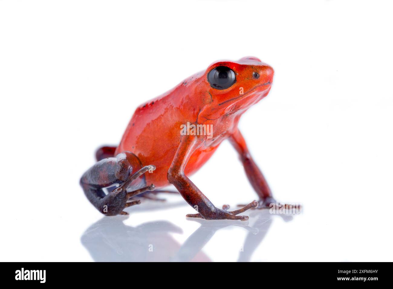 Strawberry poision arrow frog (Oophaga pumilio) photographed in studio ...