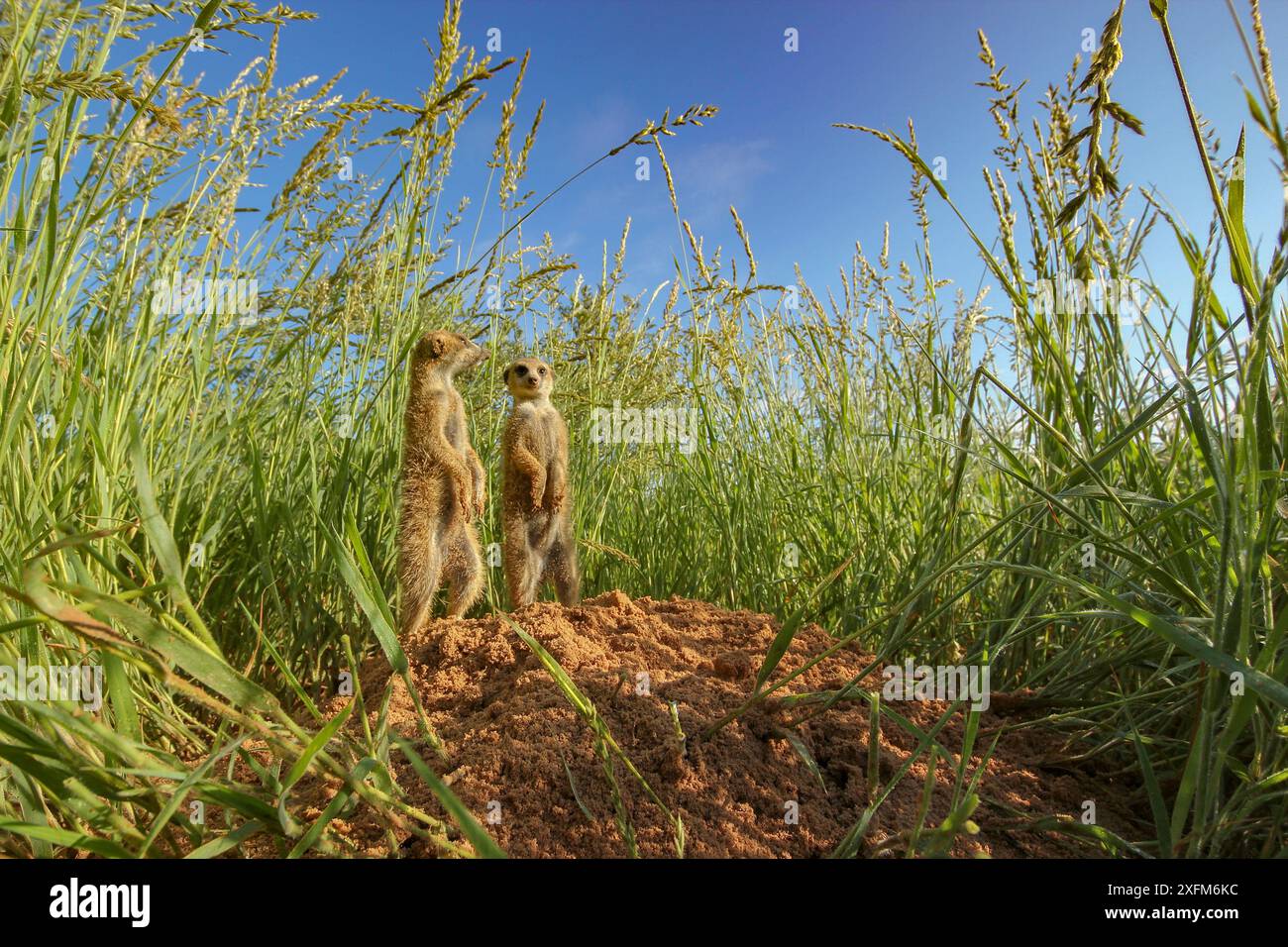 Kalihariensis hi-res stock photography and images - Alamy
