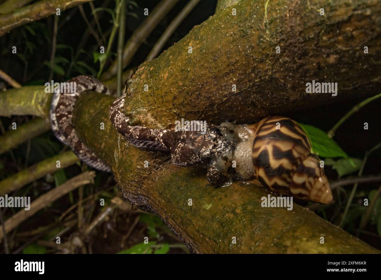 Snail-eating snake (Sibon nebulata) extracts a snail from its shell by ...