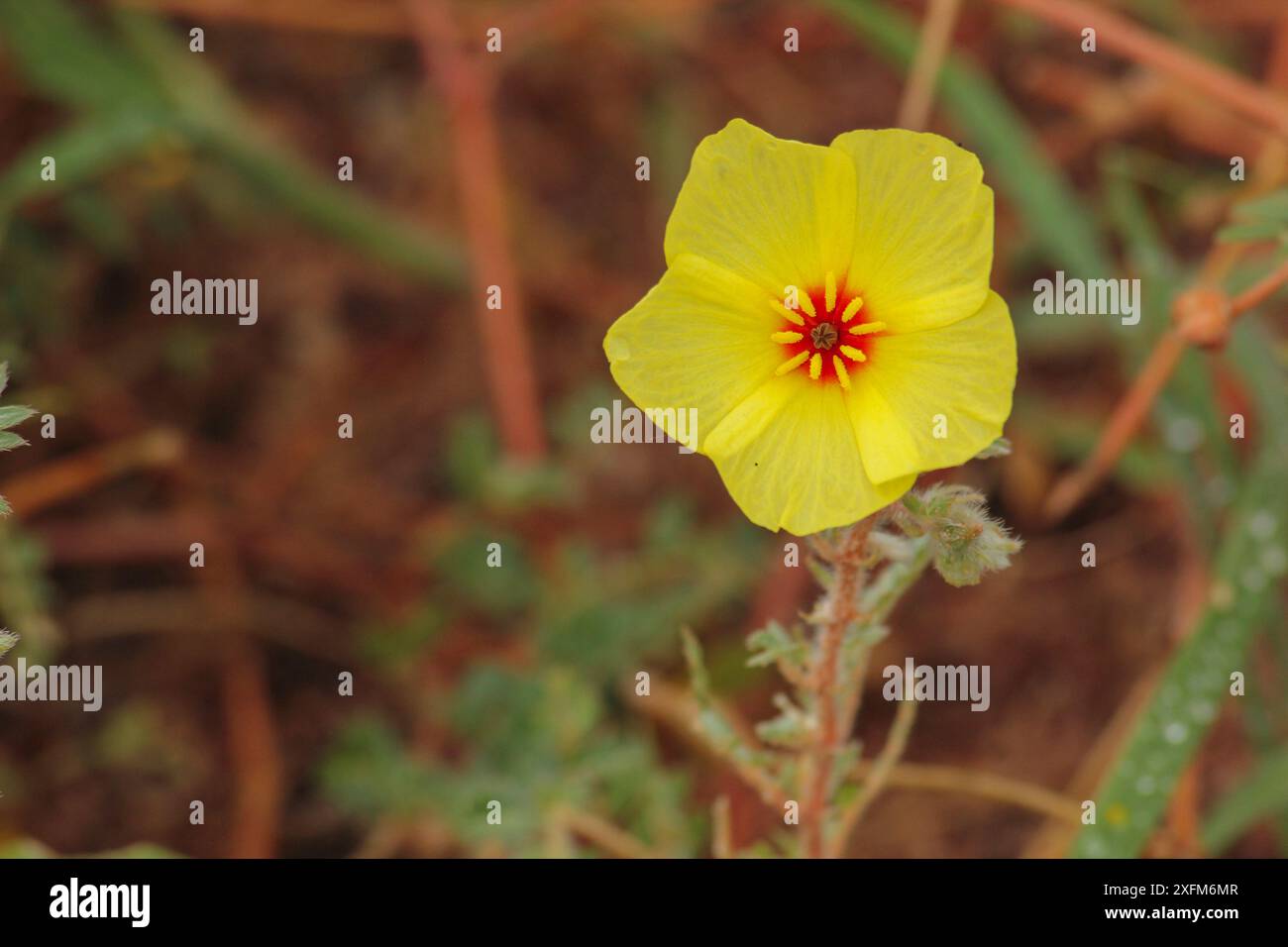 Yellow devil's thorn flower (Tribulus zeyheri) in the Kalahari Desert ...