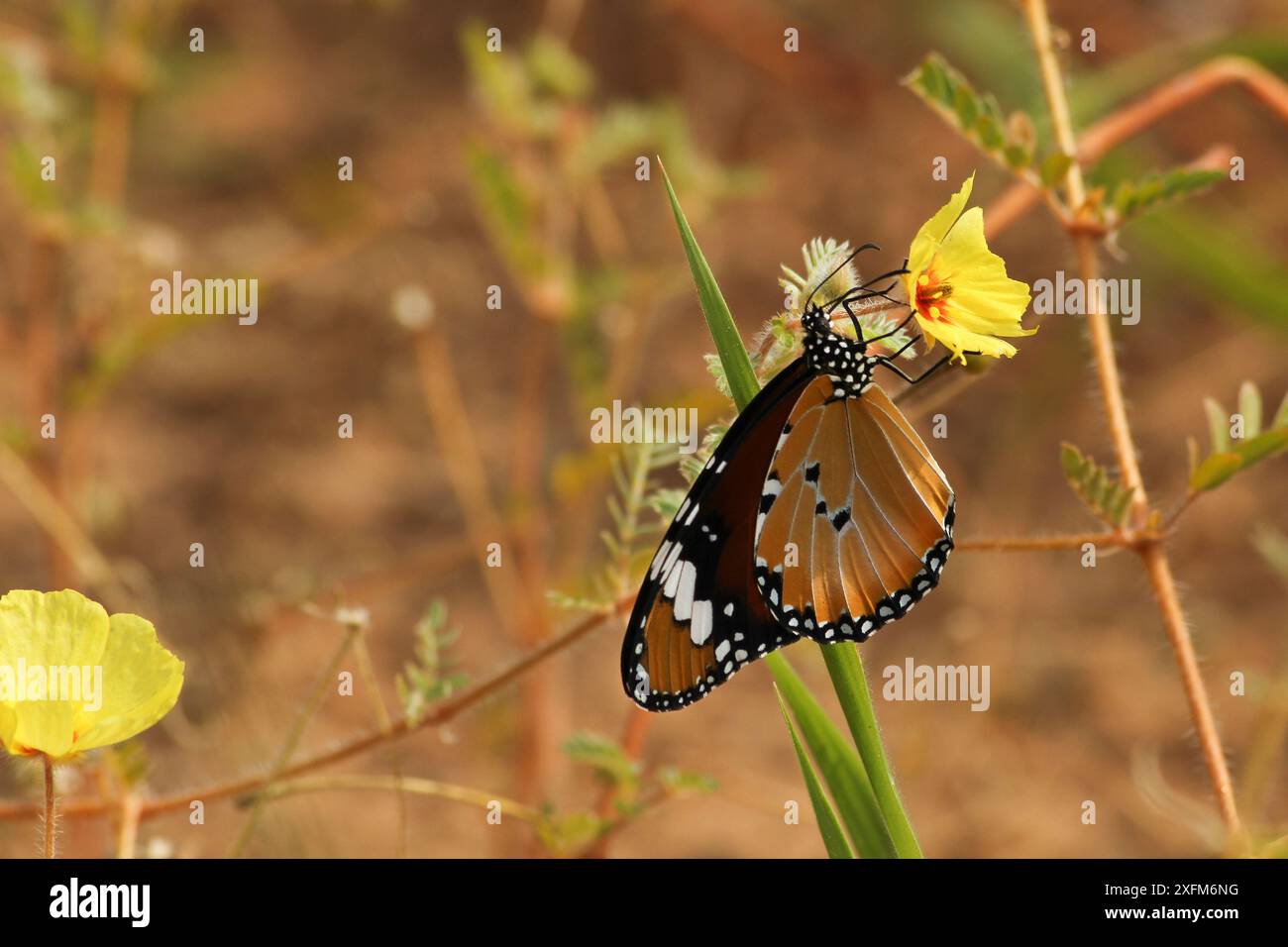 African monarch butterfly (Danaus chrysippus) sipping nectar from a ...