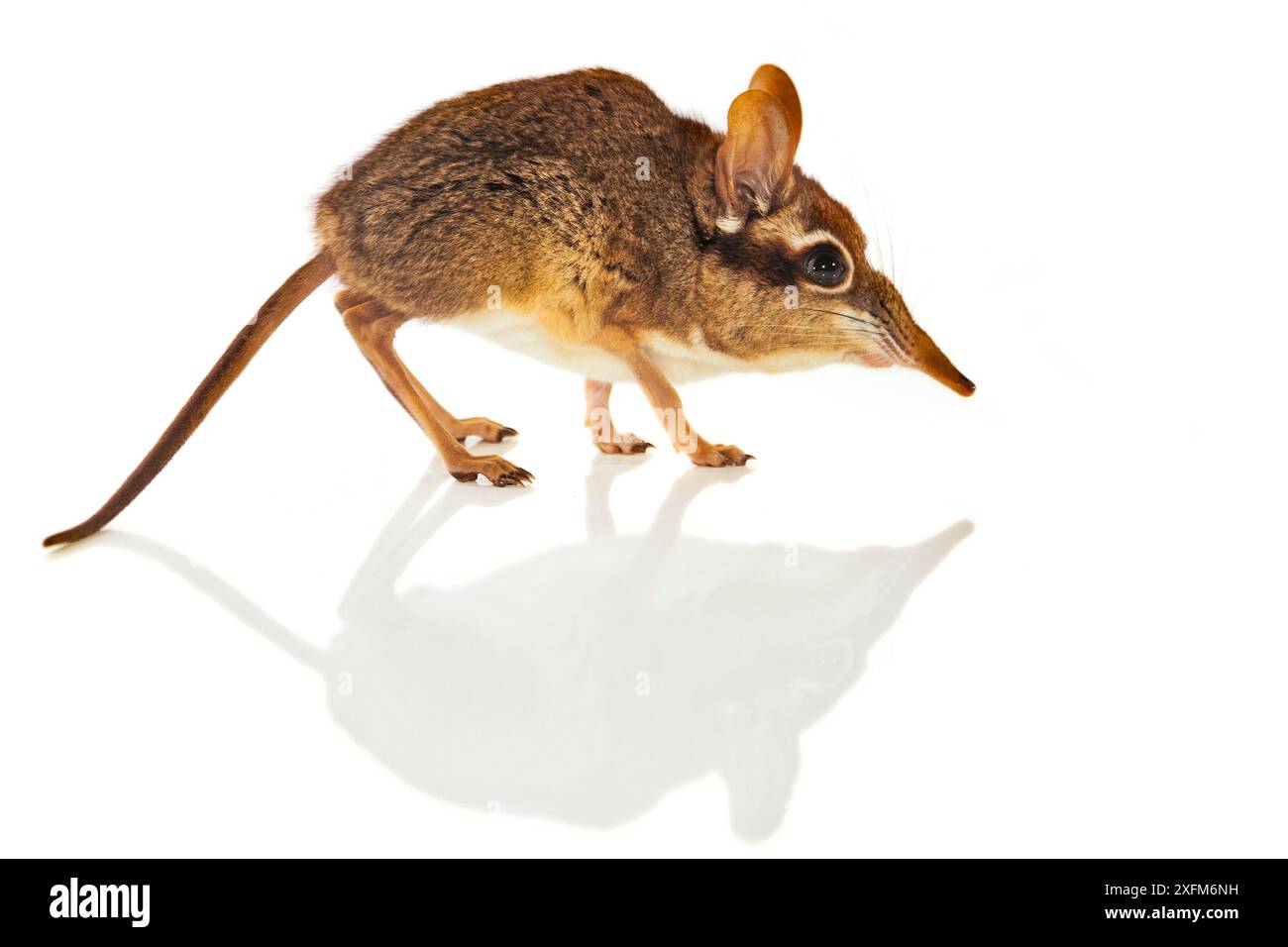 Four-toed elephant shrew (Petrodromus tetradactylus) studio shot ...