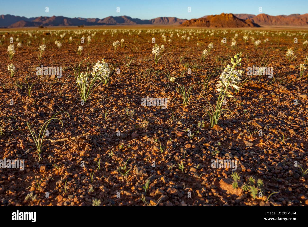 Flowers (Hyacinthaceae) recently emerged after rain. Namib Desert ...