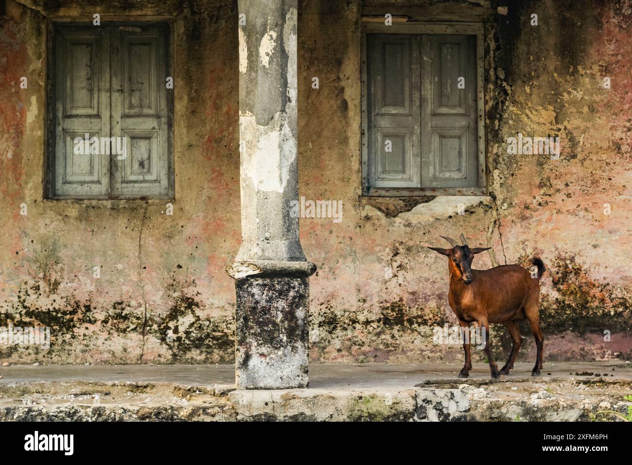 Goat standing on the porch of a colonial Portuguese-era building has ...