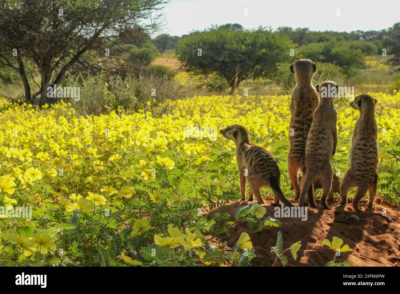 Meerkats (Suricata suricatta) four looking out over a field of Devil's ...
