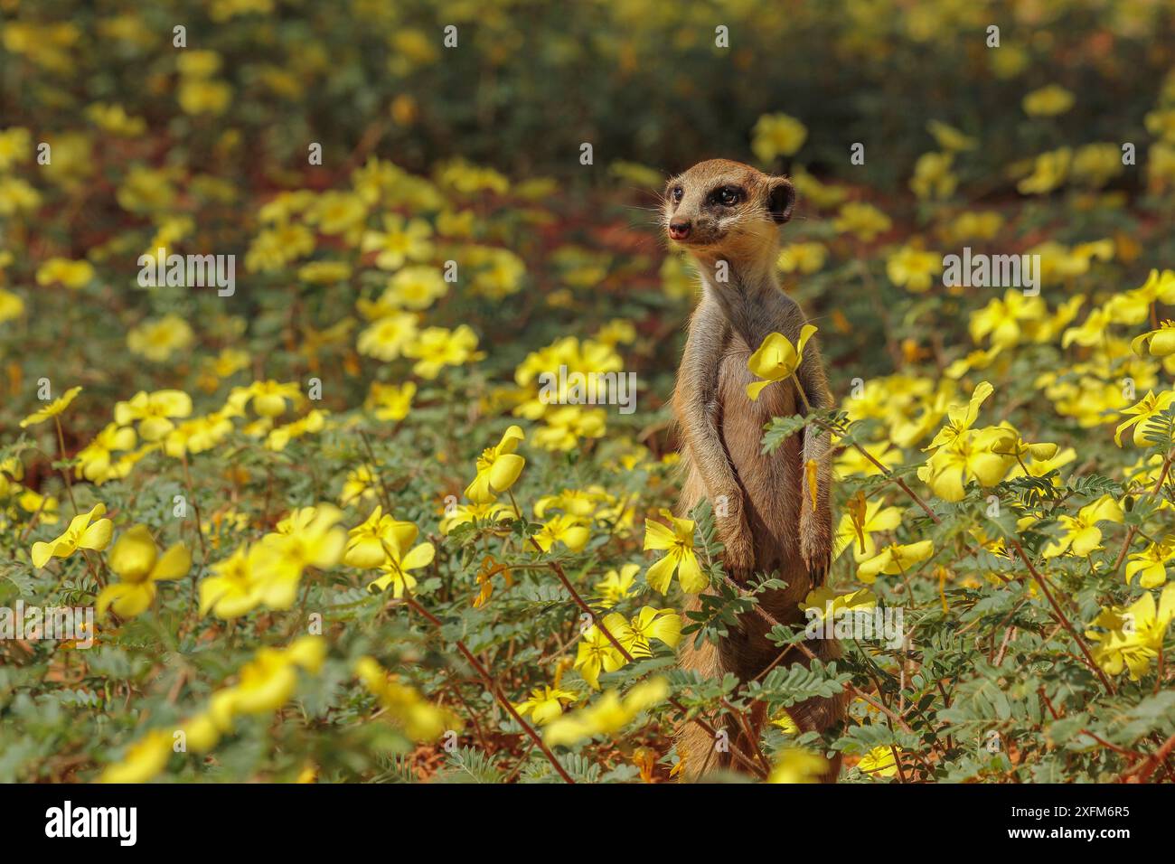 Kalahari plants hi-res stock photography and images - Alamy