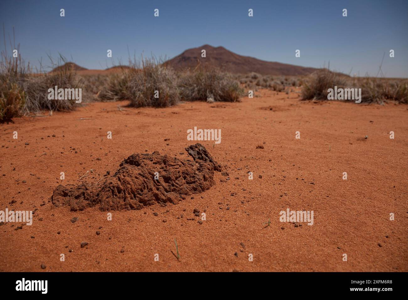 Termite tunnels hi-res stock photography and images - Alamy