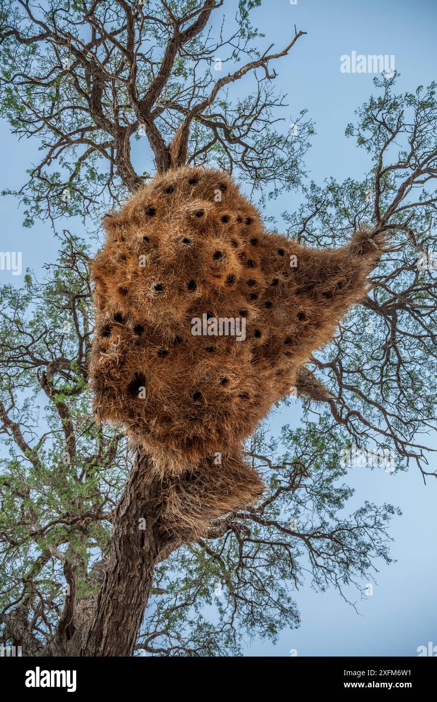 Nest of sociable weavers (Philetairus socius) hangs from a thorn tree ...