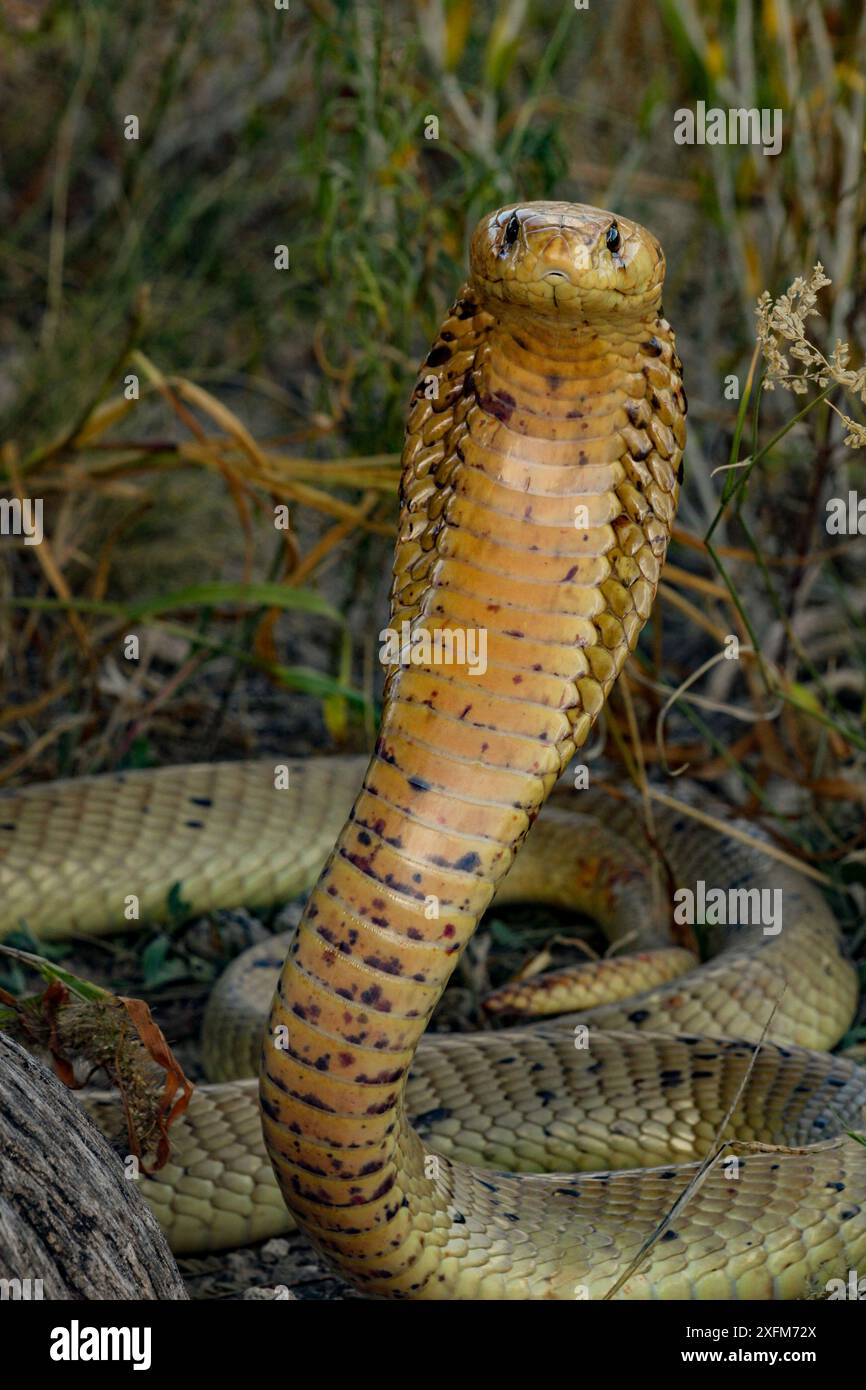 Cape cobra (Naja nivea) hood spread in threat display at dusk in the ...