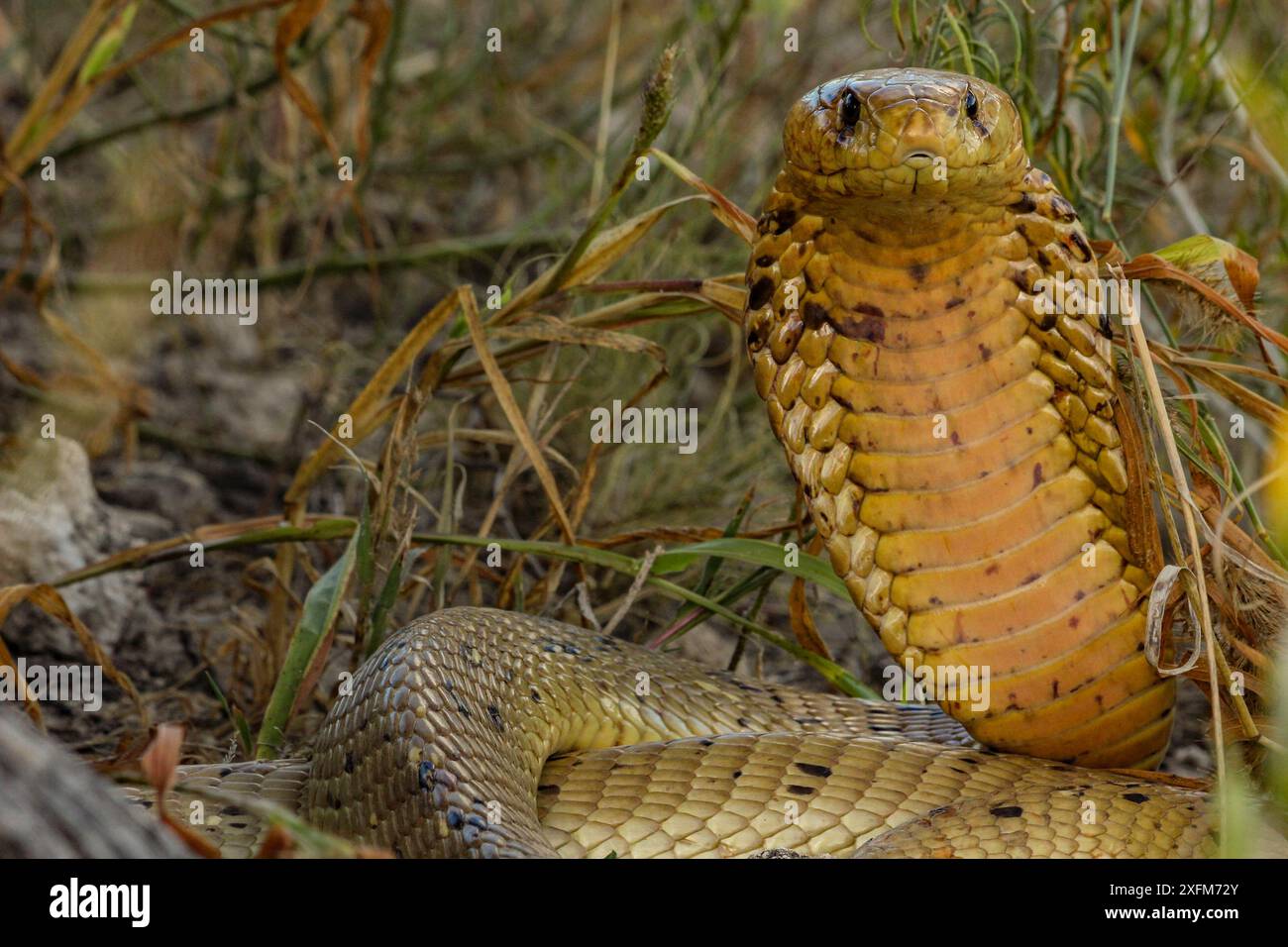 Cape cobra (Naja nivea) hood spread in threat display at dusk in the ...