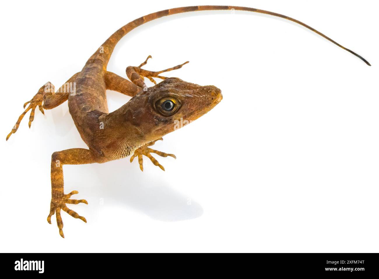 Neotropical green anole (Norops biporcatus) juvenile, photographed in ...