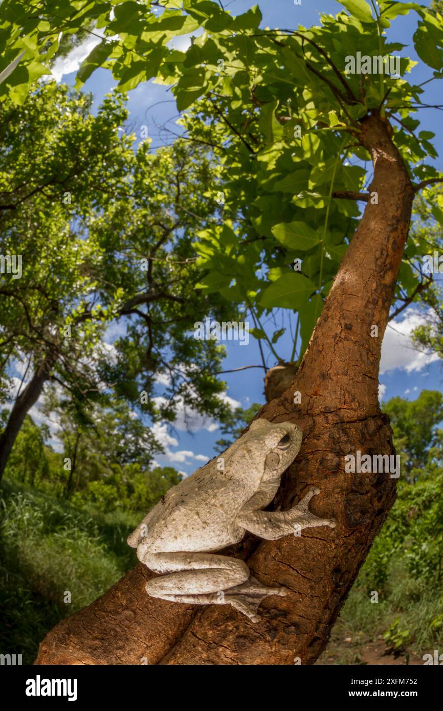 Nocturnal foam-nest frog (Chiromantis sp.) resting on a tree in ...