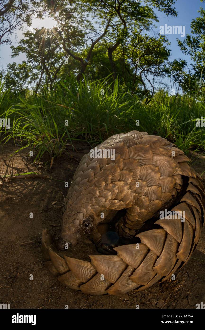 Cape pangolins manis temminckii hi-res stock photography and images - Alamy
