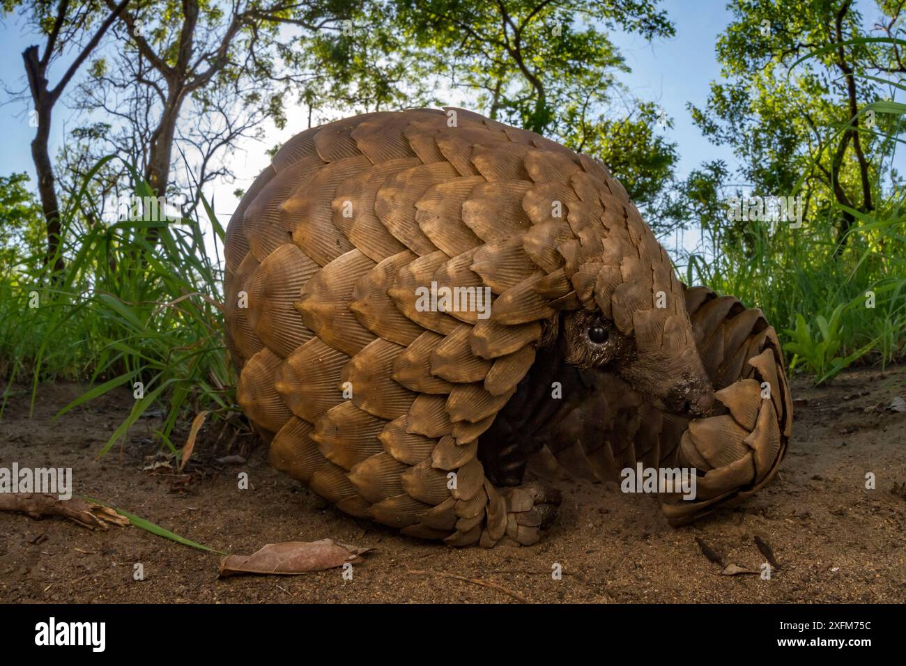 Ground pangolin (Smutsia temminckii) foraging for termites, taken ...