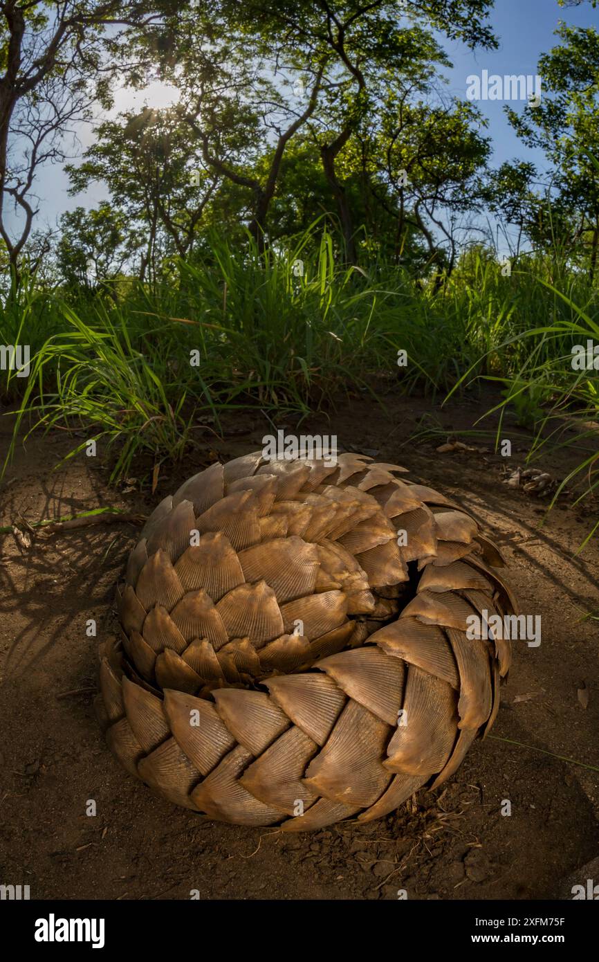 Ground pangolin (Smutsia temminckii) foraging for termites, taken ...