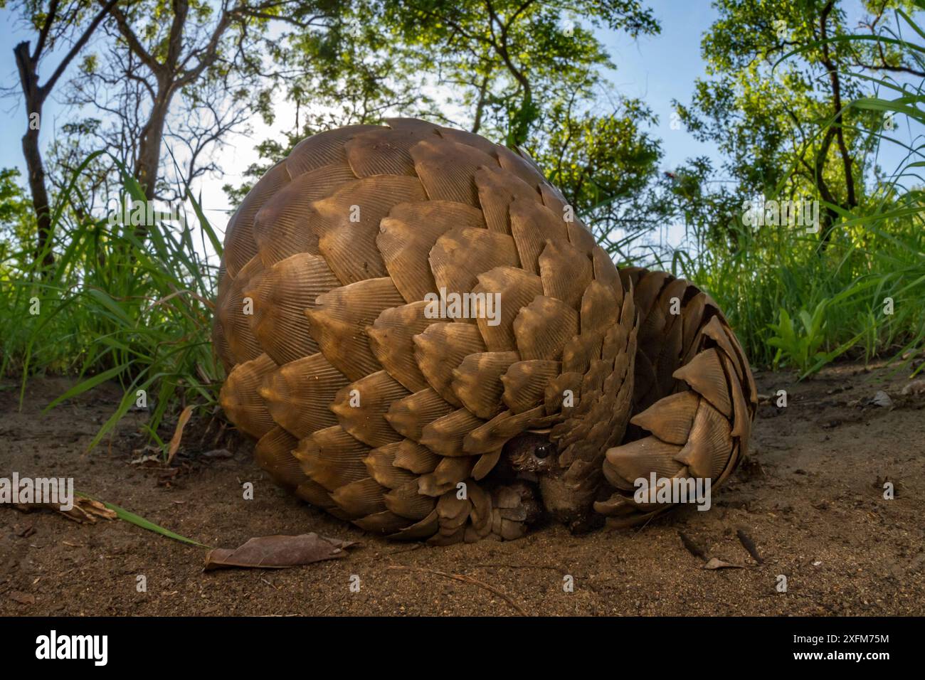 Cape pangolins manis temminckii hi-res stock photography and images - Alamy