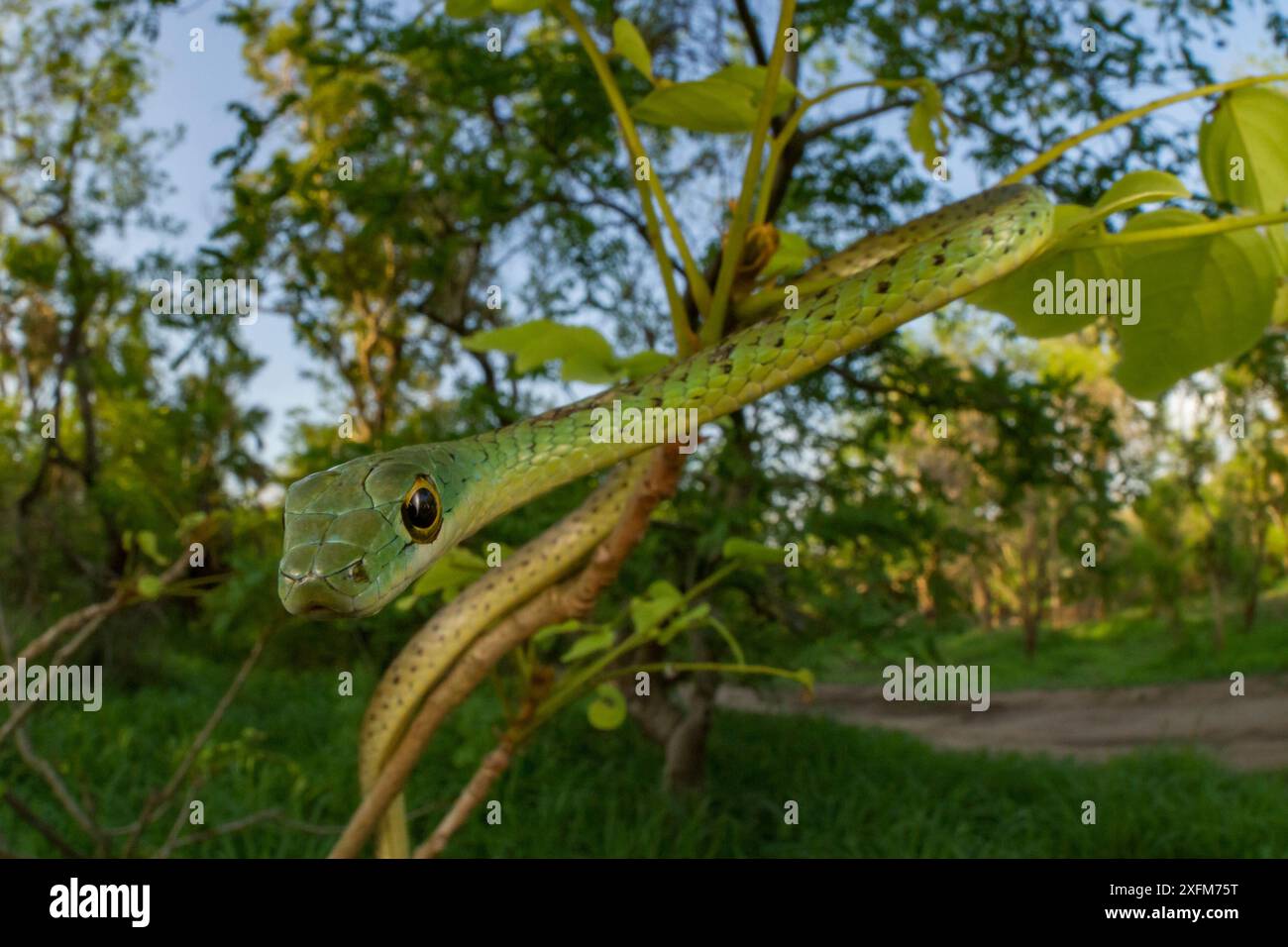 Spotted bush snake (Philothamnus semivariegatus) hanging from a bush in ...