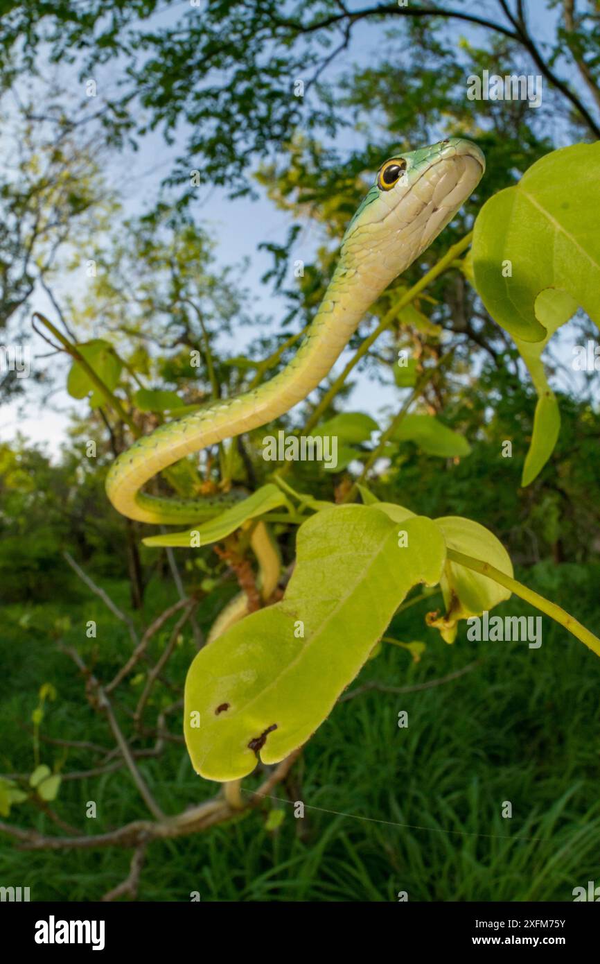 Semivariegata hi-res stock photography and images - Alamy