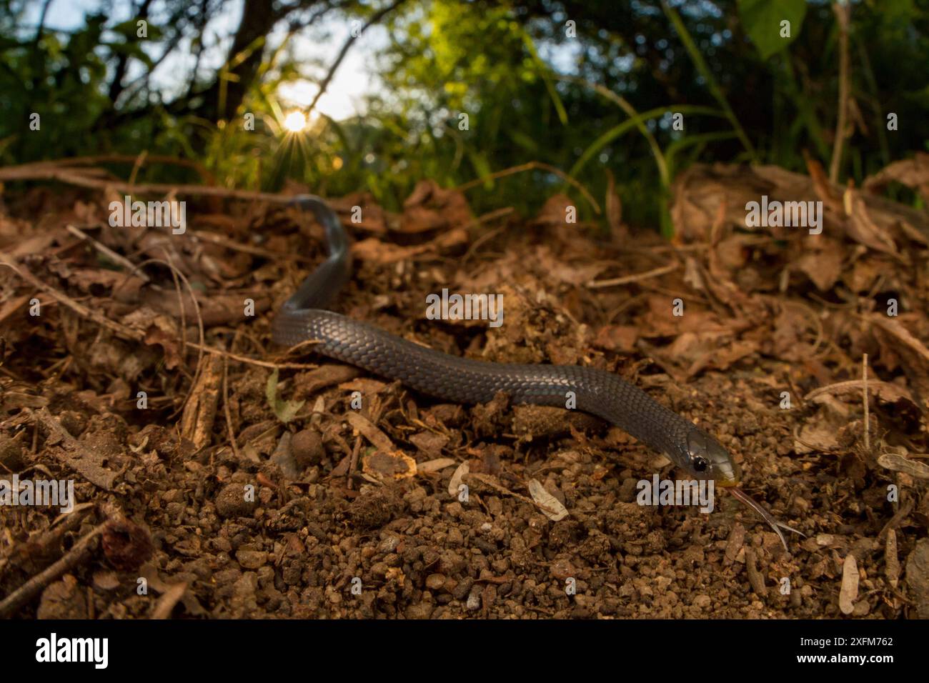 East african shovel snout snake hi-res stock photography and images - Alamy