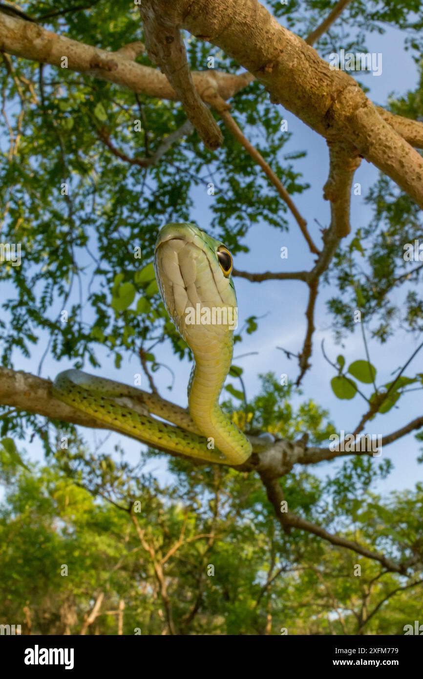 Spotted bush snake (Philothamnus semivariegatus) hanging from a bush in ...