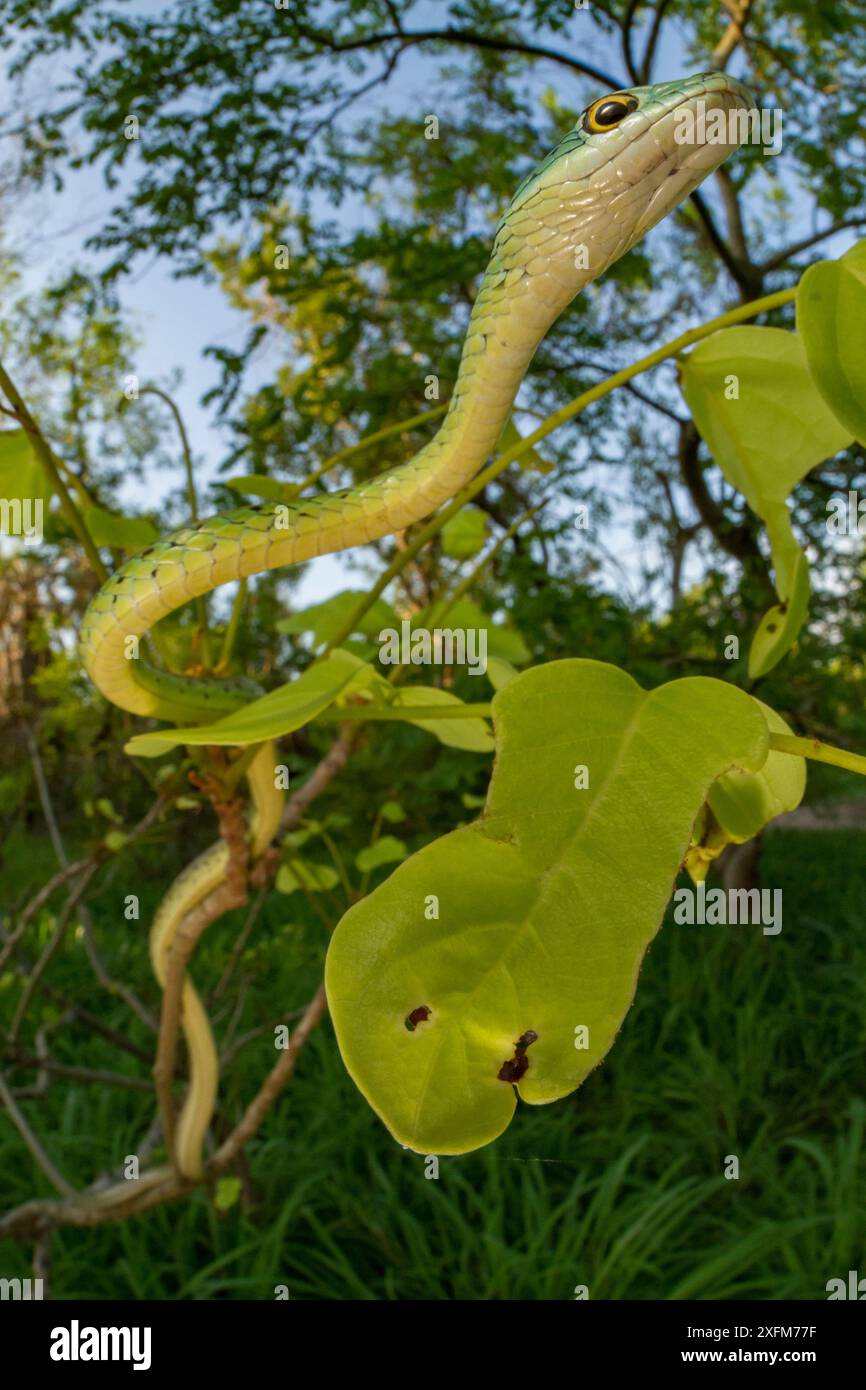 Variegated bush snake hi-res stock photography and images - Alamy