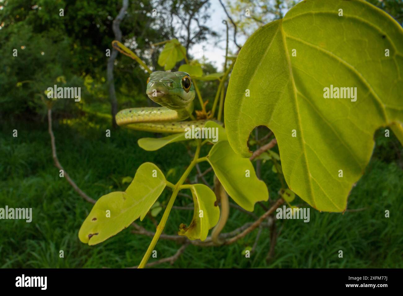 Spotted bush snake (Philothamnus semivariegatus) hanging from a bush in ...