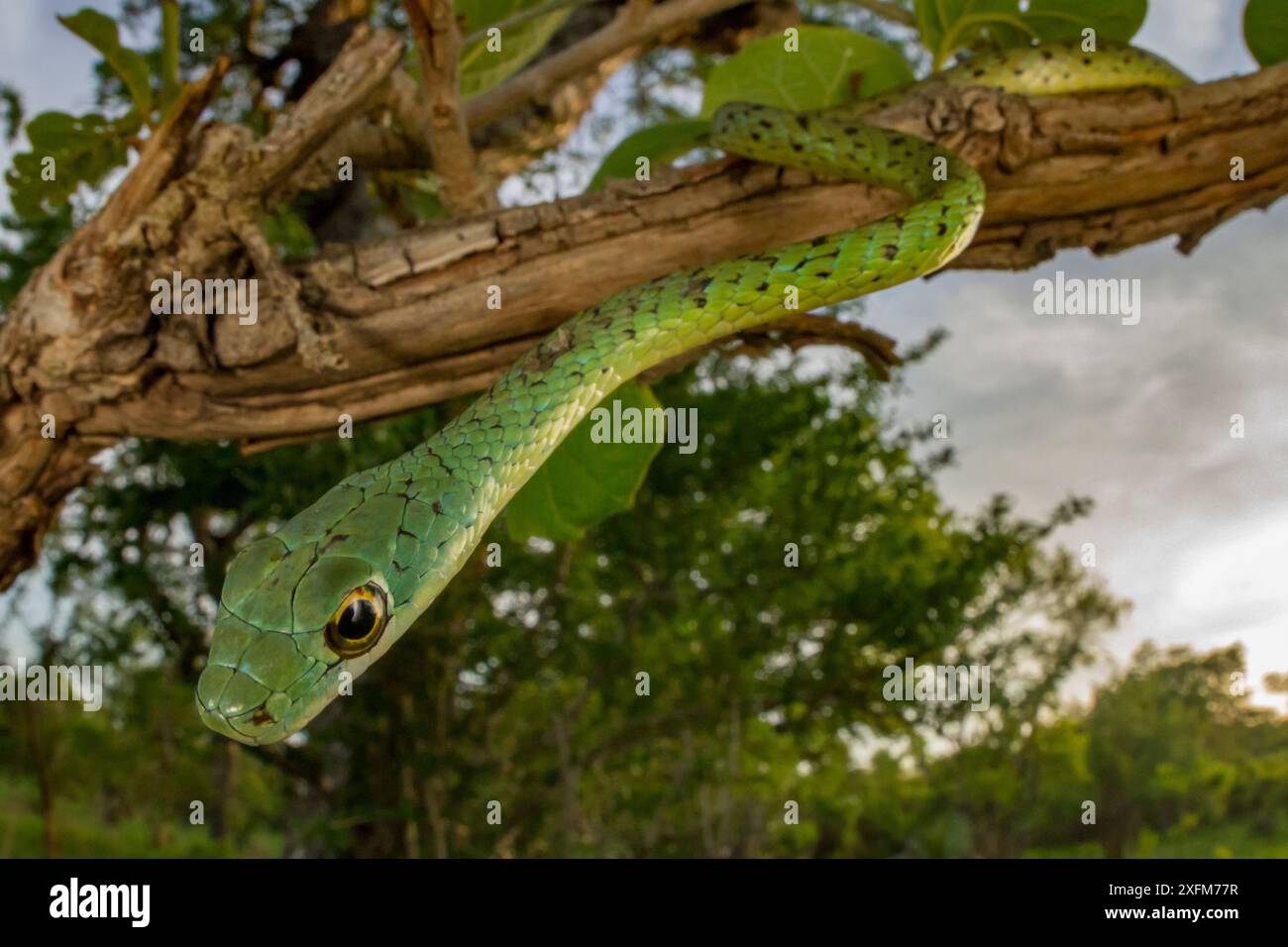 Spotted bush snake (Philothamnus semivariegatus) hanging from a bush in ...